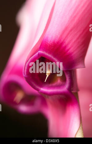 Bunch of candy pink cyclamen plant flowers with inverted petals ...