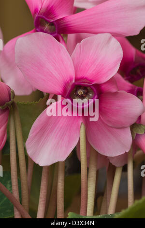 Bunch of candy pink cyclamen plant flowers with inverted petals ...