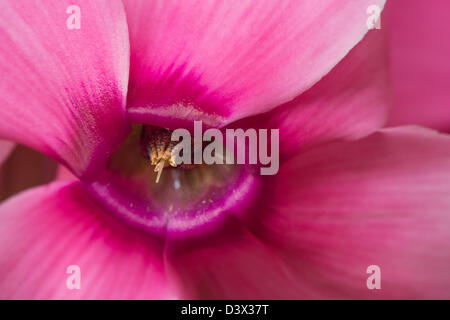 Bunch of candy pink cyclamen plant flowers with inverted petals ...