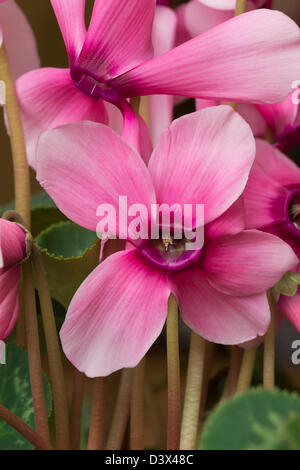 Bunch of candy pink cyclamen plant flowers with inverted petals ...