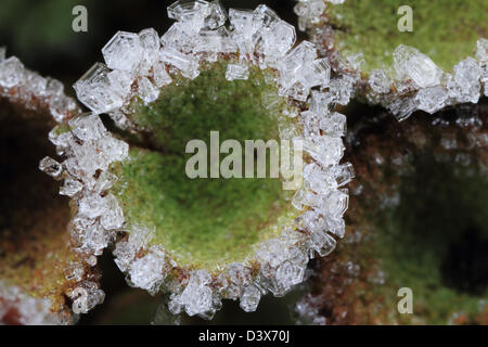 Hoar frost crystals on the rim of a cup lichen. Photographed in ...