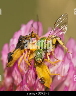 Jagged Ambush Bugs (Phymata erosa) with prey Stock Photo - Alamy