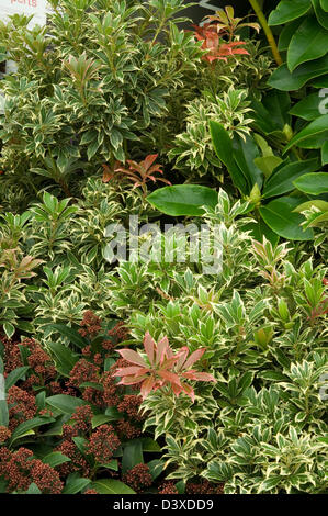 Pieris japonica carnaval Stock Photo: 56748821 - Alamy