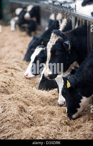 Dairy heifers eating a mixed silage ration through feed barrier Stock ...