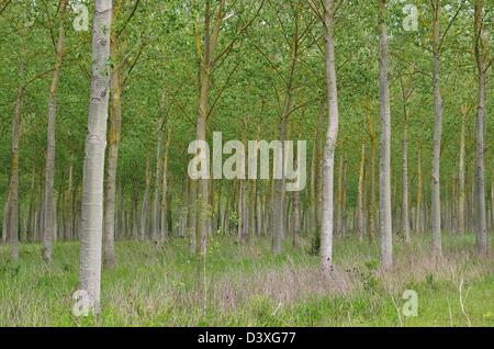 Poplar forest, Populus forest 09 Stock Photo - Alamy