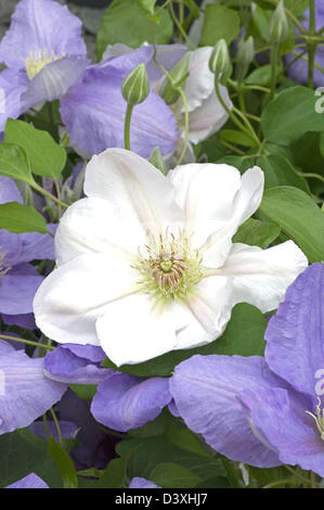 Clematis - Chantilly Stock Photo - Alamy