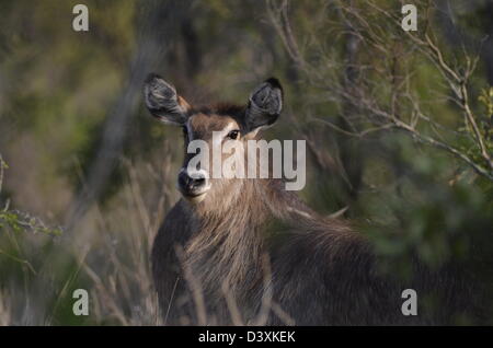 Photos of Africa, Waterbuck baby Stock Photo - Alamy