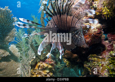 Lionfish invasion in the Caribbean. This species has no natural ...