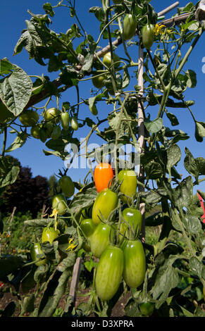 Bio tomatoes on blue white dish towel Stock Photo - Alamy