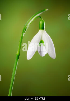 Snowdrop Galanthus Sam Arnott Stock Photo - Alamy