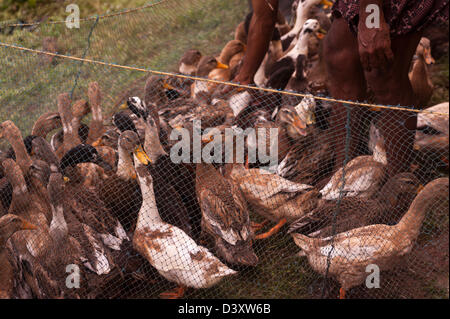 Kerala, India - duck farming on the Pamba river delta waterways and ...