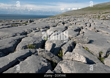 Limestone Pavements, The Burren, Co Clare, West Coast of Ireland Stock ...