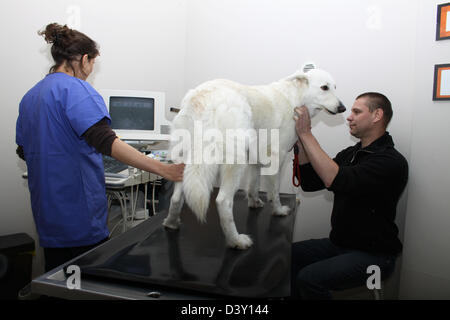 veterinarian echography / dog White Swiss Shepherd Dog / Berger blanc ...