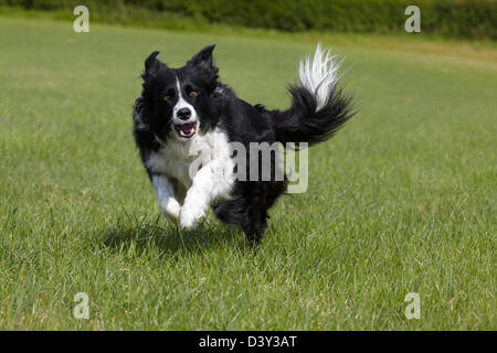 Border collie sheepdog dog running in the snow Stock Photo - Alamy