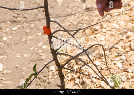 Training tall spindle apple tree Stock Photo - Alamy