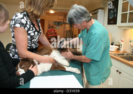Dog Border Collie / veterinarian echography Stock Photo - Alamy