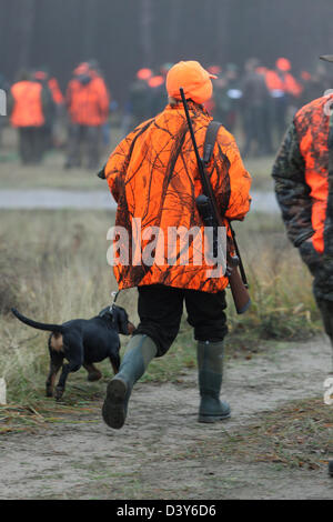 Hunting dog at work Stock Photo - Alamy