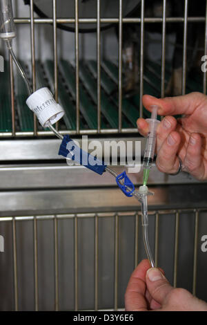 Dog with an intravenous infusion drip in a vet at the clinic. Dog with ...
