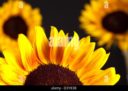 Sunflowers shot in studio with various backgrounds, close focus on ...