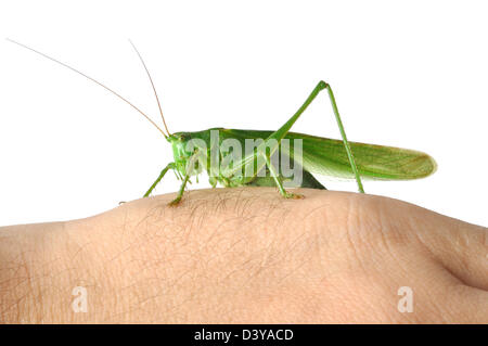 Grasshopper on hand Stock Photo - Alamy