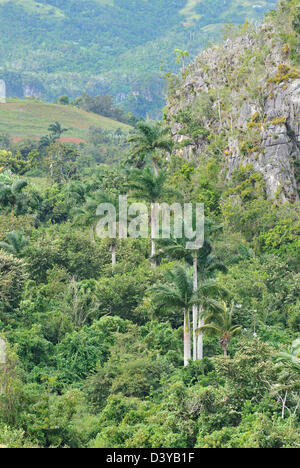 CUBA, NEAR PINAR DEL RIO, SOROA, ORCHID FARM AND BOTANICAL GARDEN ...