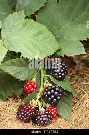 Ripe and unripe blackberry isolated white background. High resolution ...