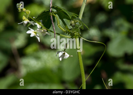botany, Manroot, Wild cucumber (Marah spp.), fruit at branch, Serengeti ...