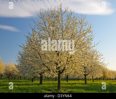 Cherry Trees, Appenweier, Ortenaukreis, Baden-Wurttemberg, Germany ...