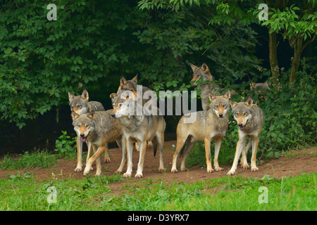 A pack of Timber Wolves Stock Photo - Alamy