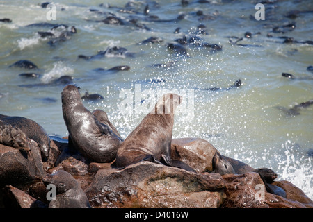 Seals sitting on rock in Belfast Lough uk Stock Photo - Alamy