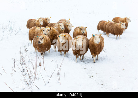 Sheep flock in snow Stock Photo - Alamy