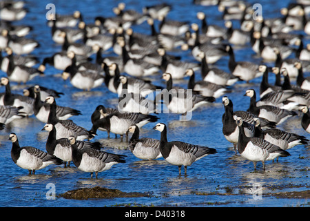 Barnacle geese in shallow water on the rocky shores of arctic sea near ...