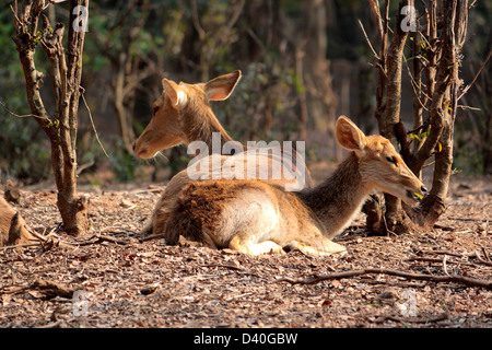 Female Barasingha or swamp deer (Rucervus duvaucelii), Kanha National ...