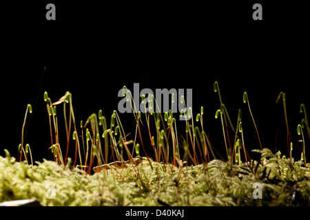 Umbrella moss (Leucolepis acanthoneuron) showing spore capsules ...