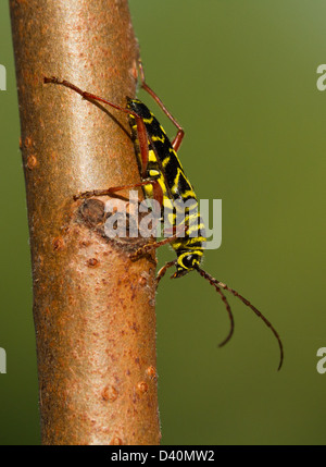 Locust Borer (Megacyllene robiniae) in Toronto, Ontario, Canada, on ...