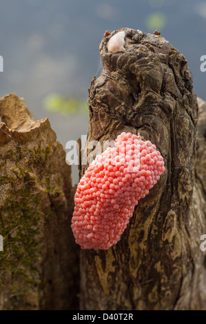 Channeled Apple Snail (Pomacea canaliculata) Mollusca Stock Photo - Alamy