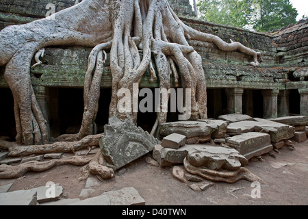 Strangler fig tree. Ta Prohm temple. Angkor. Cambodia Stock Photo - Alamy