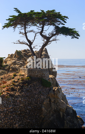 Pebble Beach California famous Lone Elm cypress tree and ocean on 17 ...