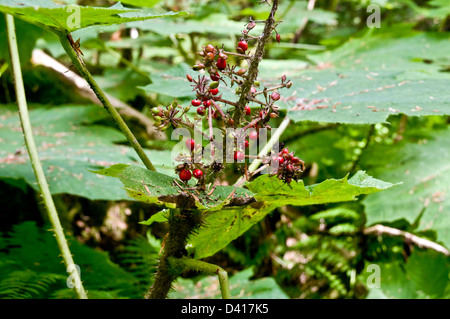 Devil's Club, native plant to the Pacific Northwest Cascade mountains ...