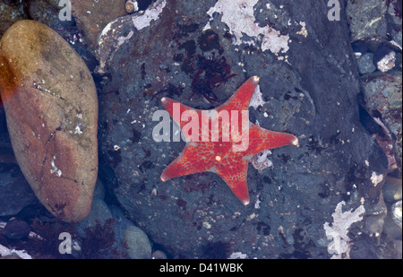 A bat star (Patiria miniata) on the Pacific ocean's floor in Monterey ...