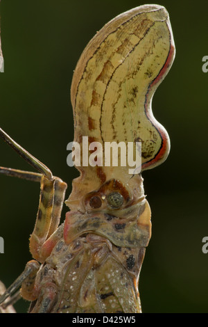 Lantern fly - (Machaca) - Fulgora lampetis - Costa Rica - Tropical dry ...
