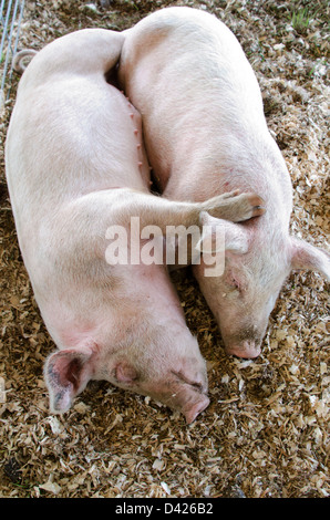 sleeping Maine Coon Stock Photo - Alamy