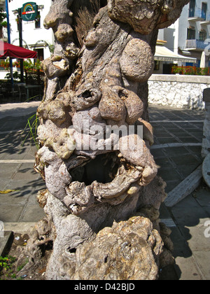 Tree trunk with eyes, nose, and mouth, Burlington, Ontario Stock Photo ...