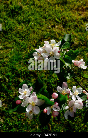 Apple blossom on Laxton's Superb tree Stock Photo - Alamy