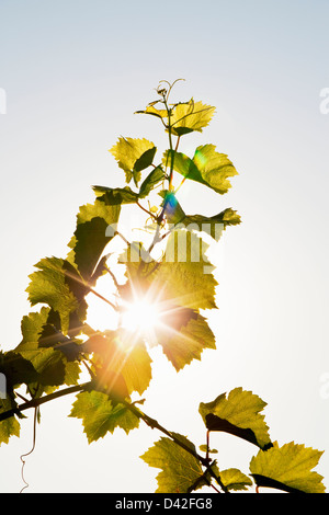 grape vine tendril Stock Photo - Alamy