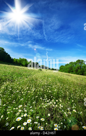 A field of daisy under a cloudy sky, Sainte-Apolline, Québec, Canada ...