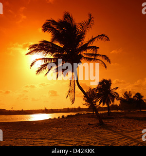 palm in yellow sunrise sky Stock Photo - Alamy