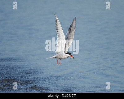 Common Tern hovering & diving for fish Stock Photo - Alamy