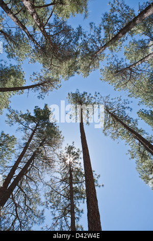 Looking up to the sky through a canopy of tree branches silhouetted ...