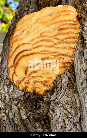 Northern Tooth fungus, Climacodon septentrionalis, a massive mushroom ...